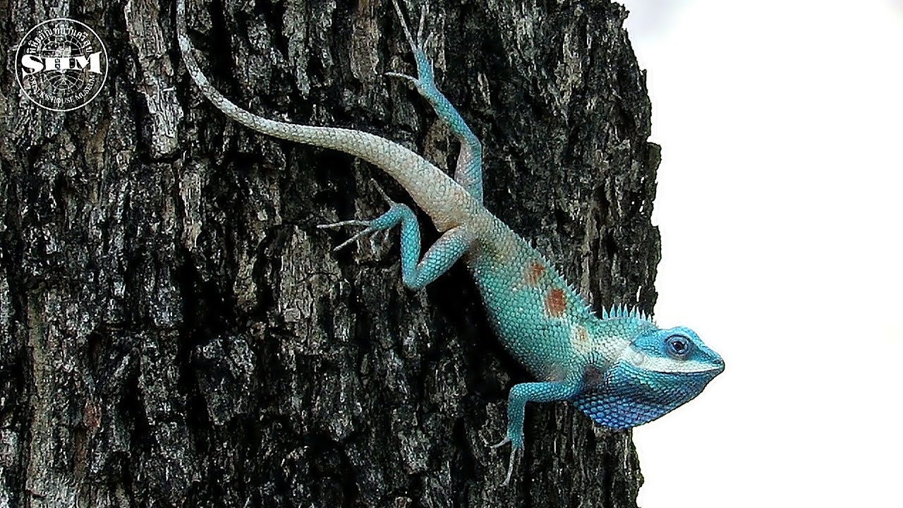 กิ้งก่าหัวสีฟ้า (Siamese blue crested lizard) - YouTube