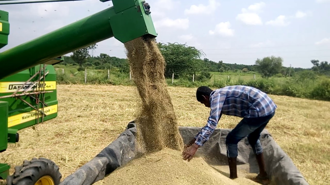Millets Andu korralu Harvesting - YouTube
