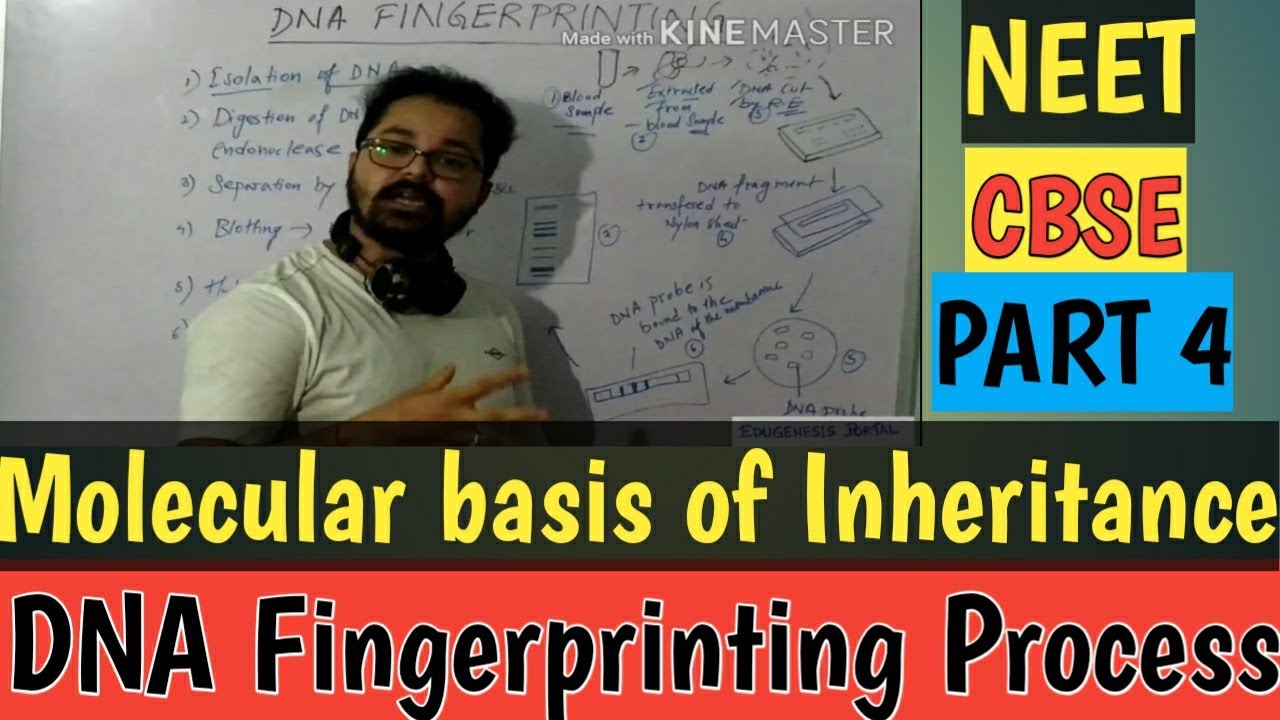 DNA FINGERPRINTING PROCESS AND APPLICATION | CLASS 12 | NEET - YouTube