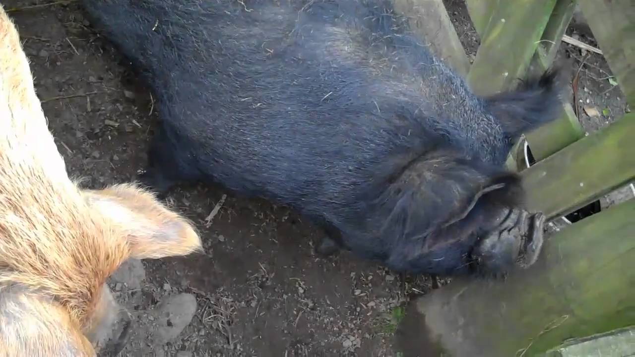 Hamilton Zoo Pigs! - YouTube