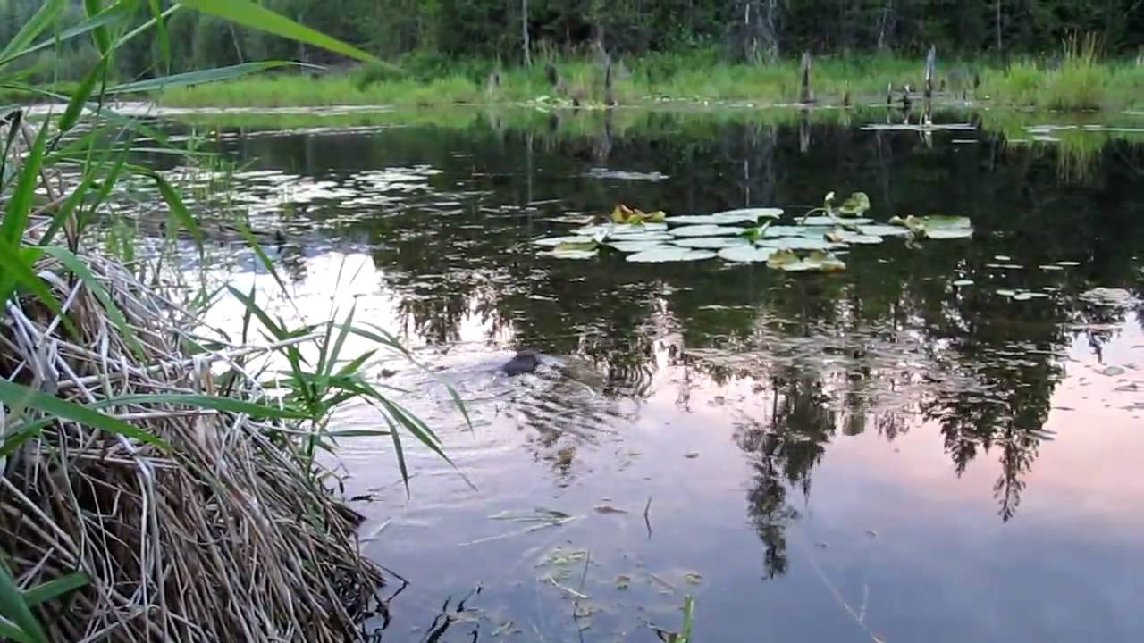 Muskrats and their bank den - YouTube