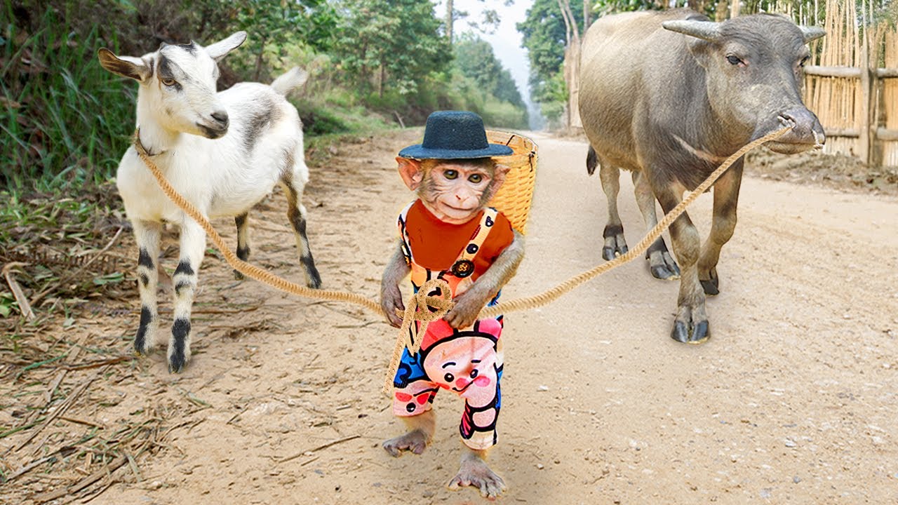Adorable Monkey MiMi Shows Her Smarts While Herding Goats and Buffaloes ...