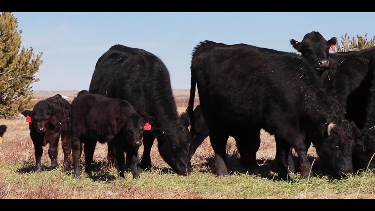 CattleFax: Strong Market Likely to Continue - YouTube