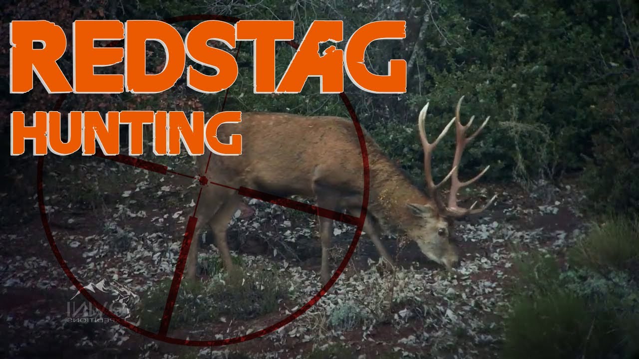 Red Stag Hunting in French Alps 1 / 2018 (Chasse Cerf Approche) - YouTube