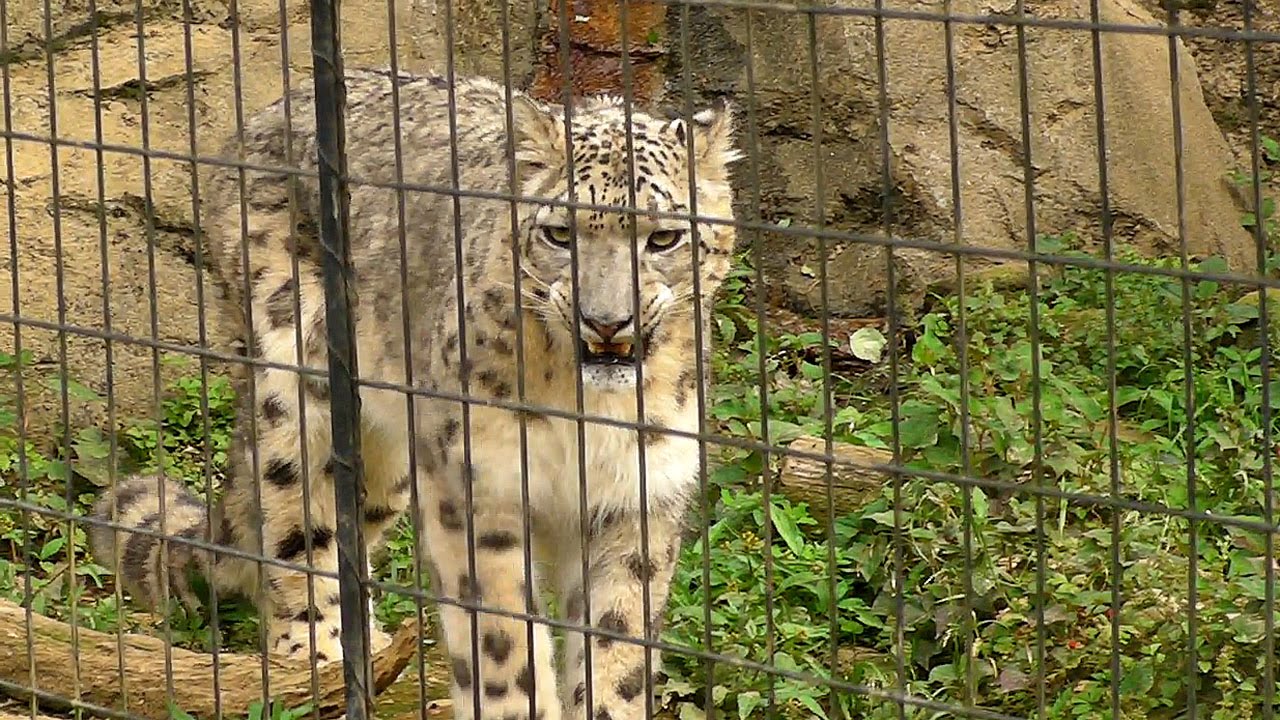 鳴くユキヒョウ「コボ」Snow leopard cry: Tama Zoo "Kovo" - YouTube