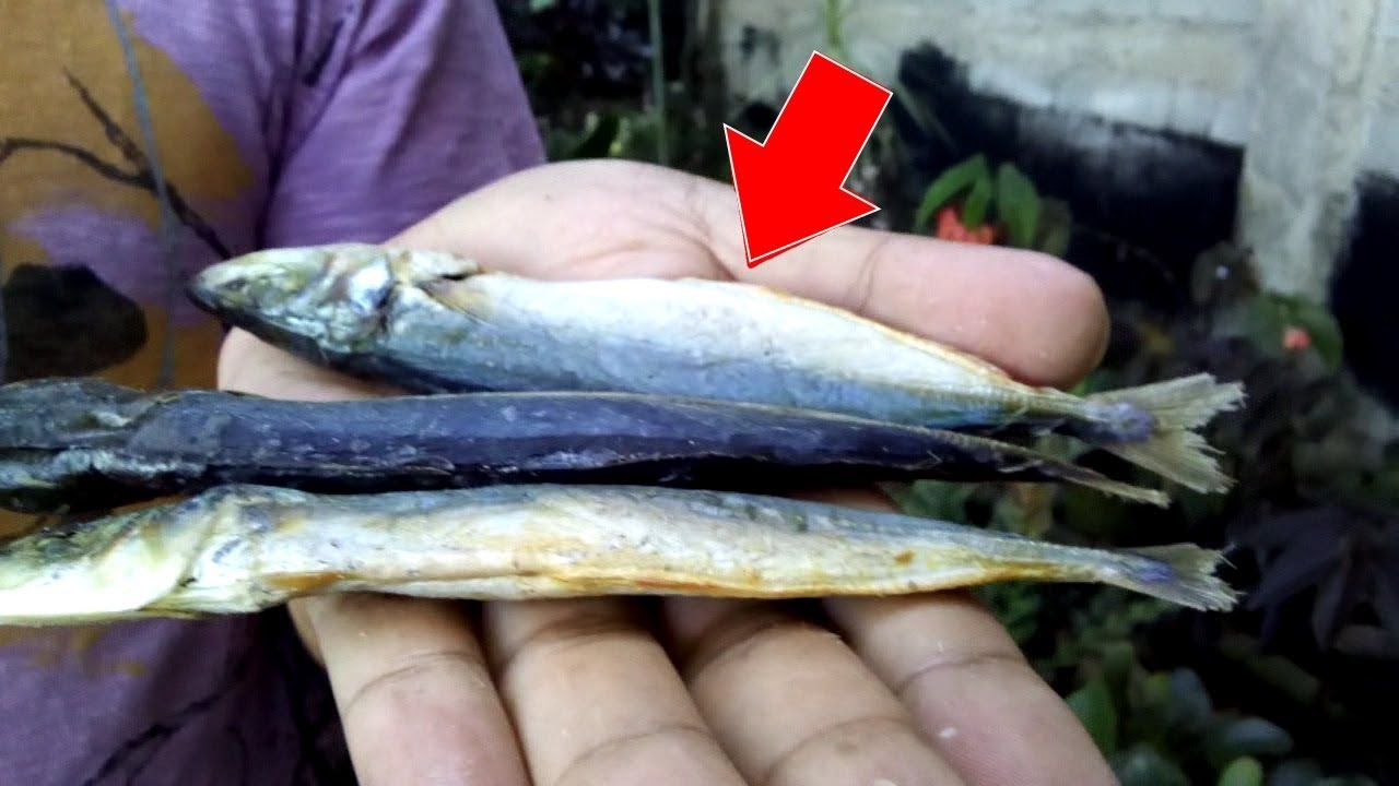 Dried fish (Bulad na Marot) that you need to know - YouTube
