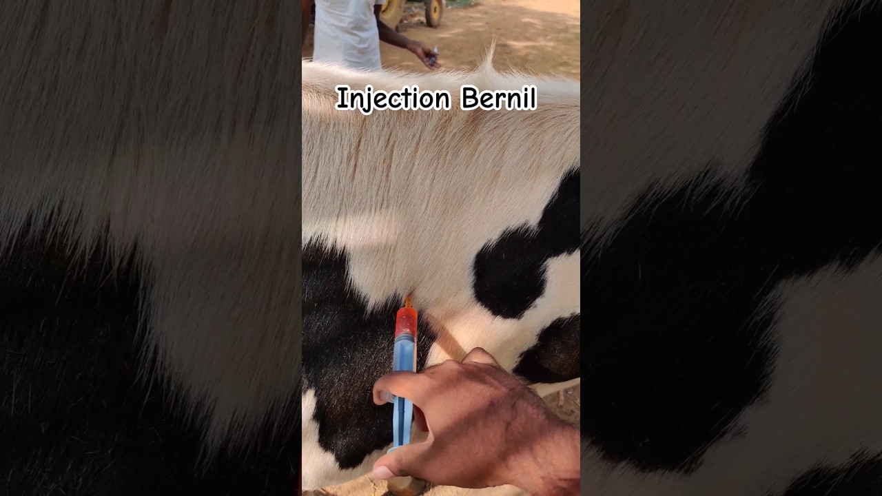 Treatment for Babesiosis in Cow 🐄 | Injection Bernil given ...
