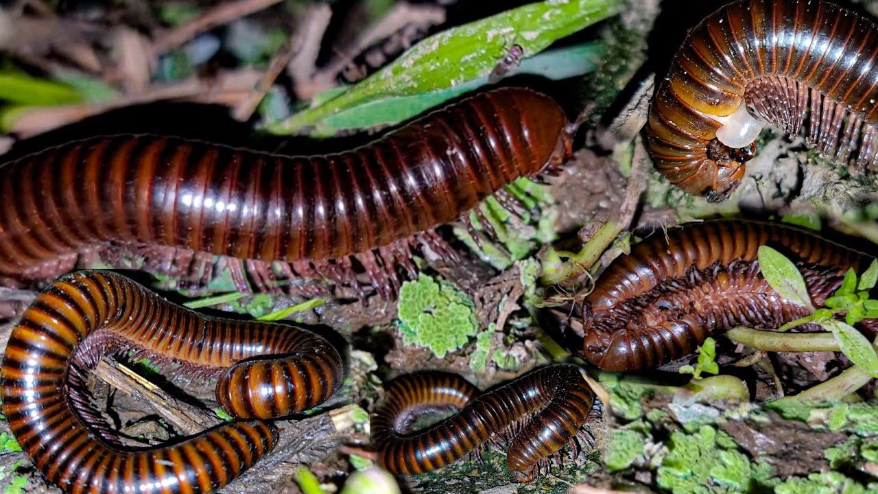 Millipede Finding Food And Eating Asola Wolf #insects #nature #snake # ...