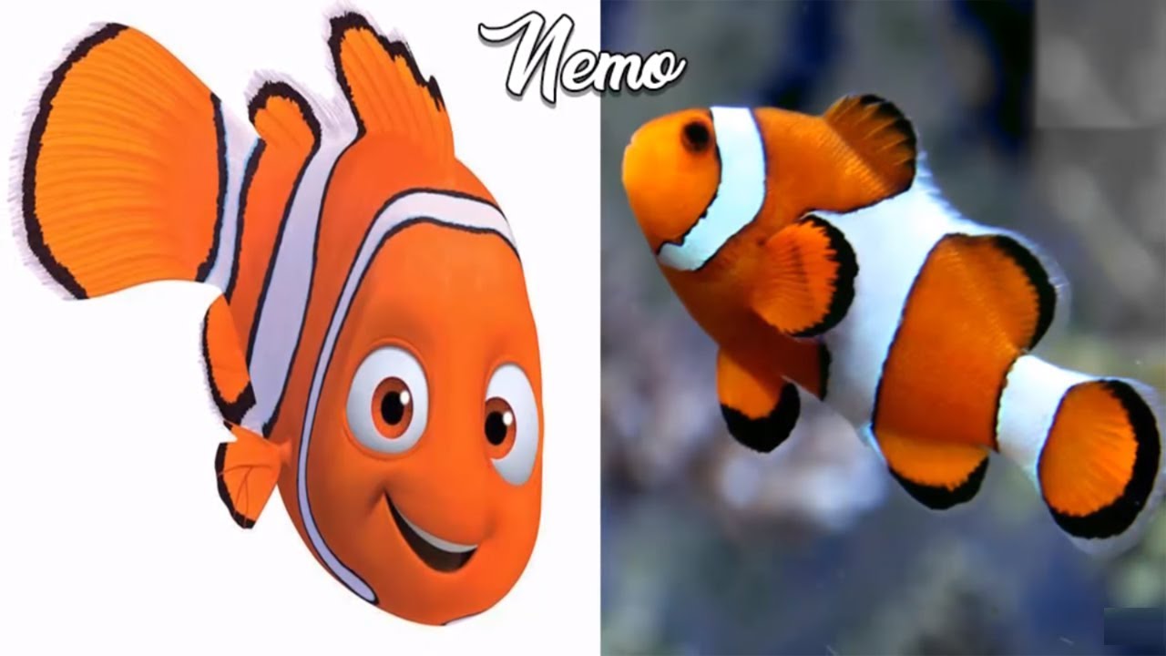 Finding Dory Characters in Real Life - YouTube