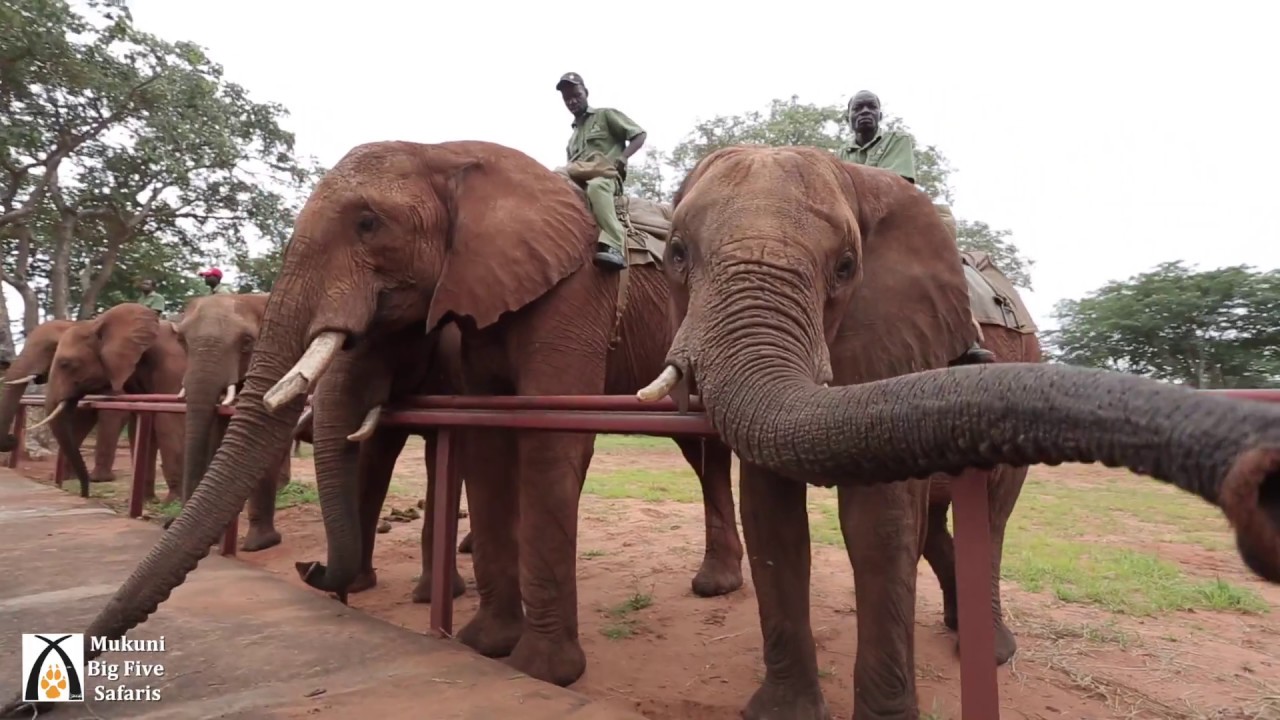 Zambia - Elephant Interaction Web Video 2017 - YouTube