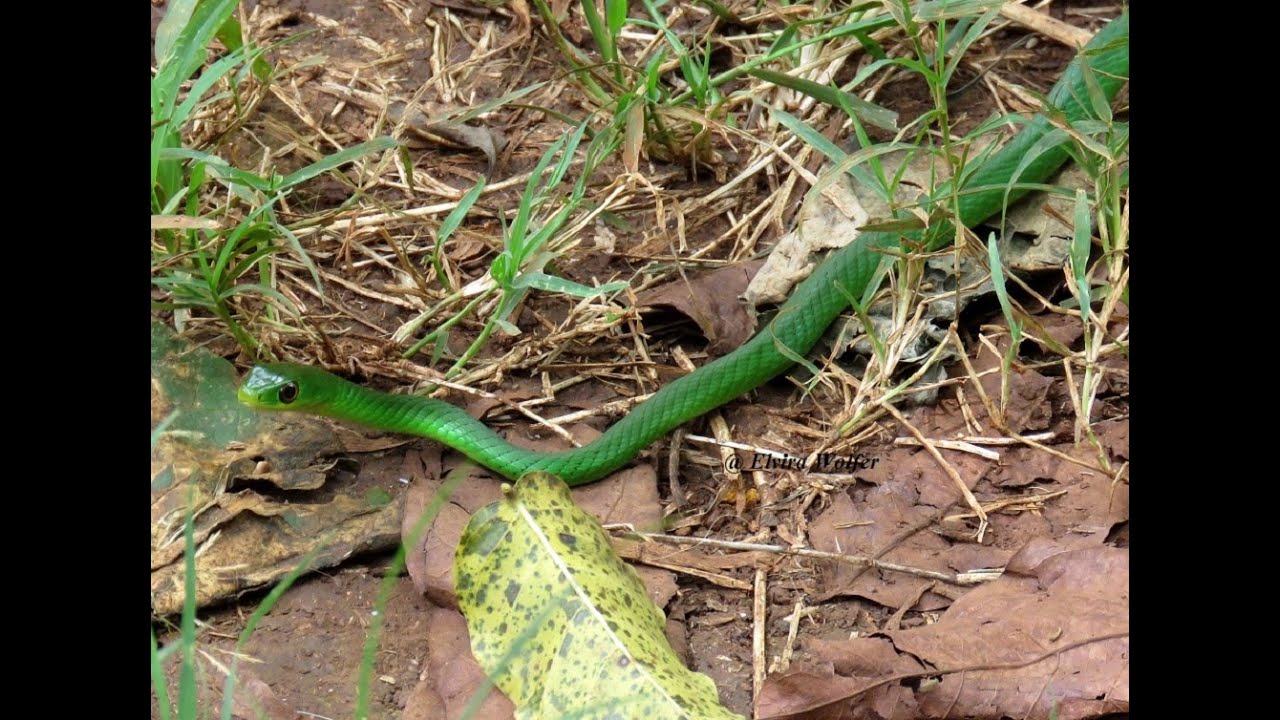 Battersby's Green Snake (Philothamnus battersbyi) - YouTube