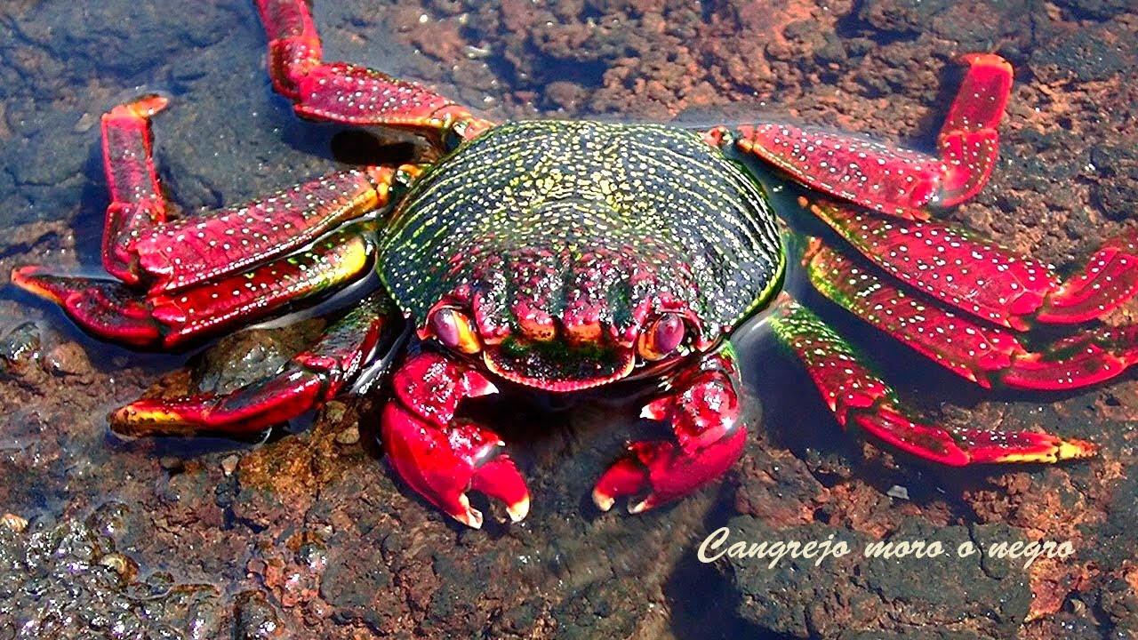 Cangrejo Moro o Negro, en el Mar de Canarias - YouTube