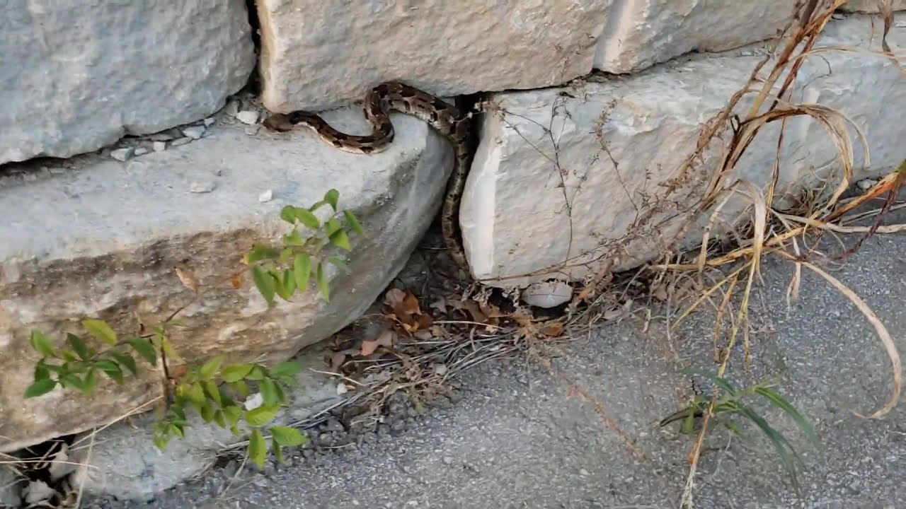 Kansas Rattlesnake - YouTube