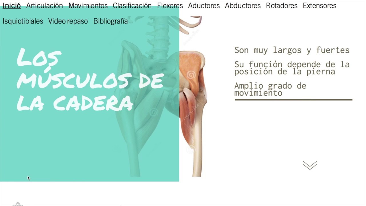 Musculos cadera - YouTube