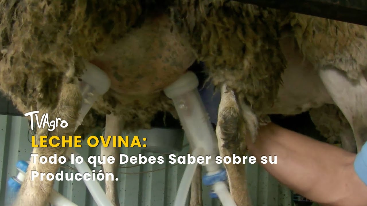 Leche Ovina: Todo lo que Debes Saber sobre su Producción - TvAgro por ...