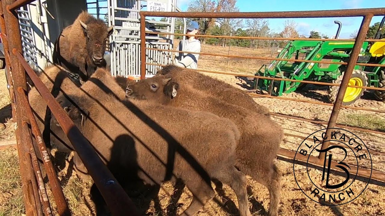 Ep. 323 - 3 Bison Escape and 4 Busted Fences - YouTube