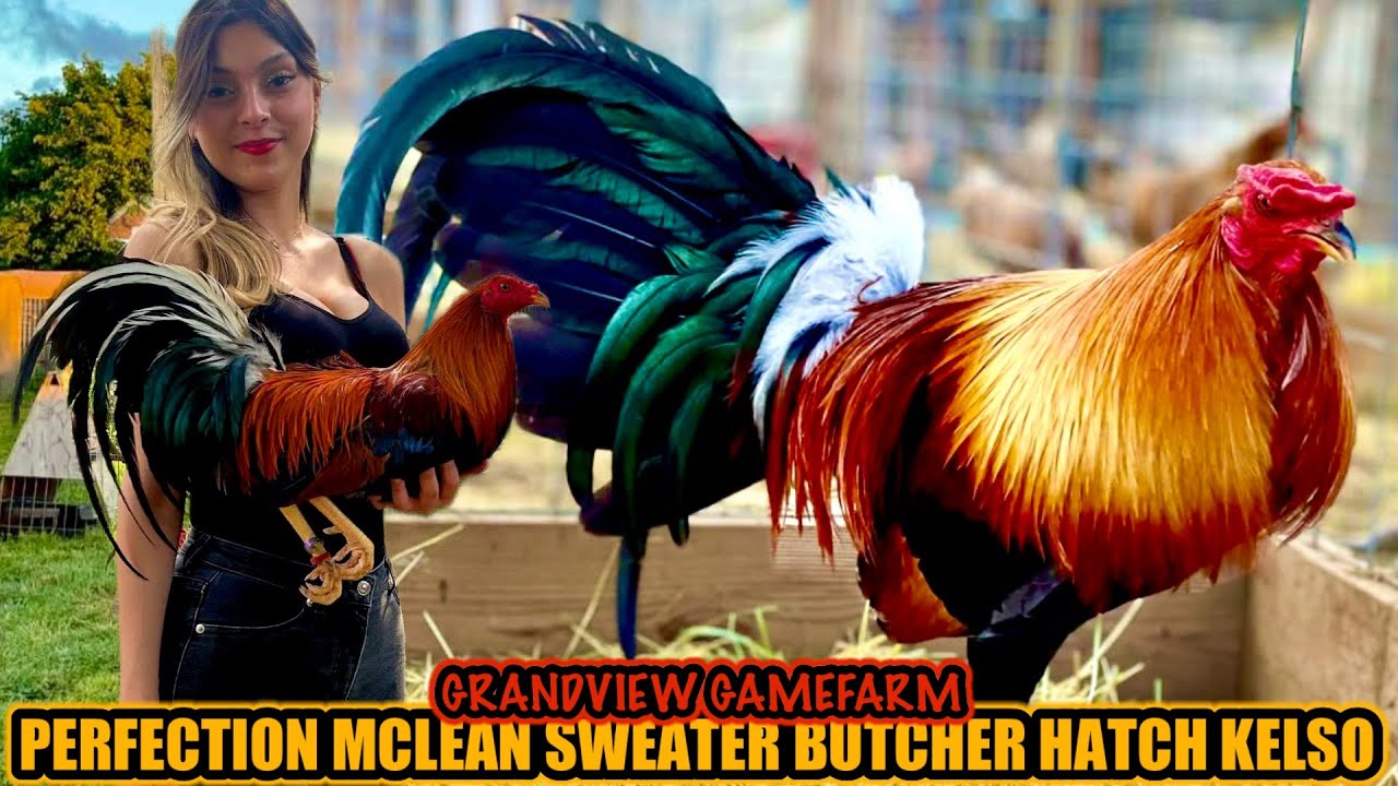 Perfection Mclean Sweater Butche Hatch Kelso ~ GRANDVIEW GAMEFARM - YouTube