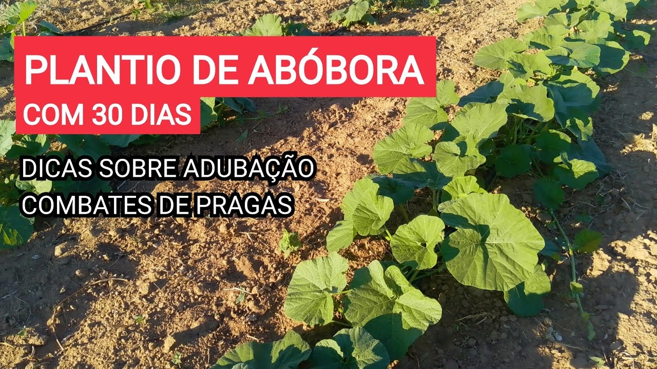 PLANTIO DE ABÓBORA-Melhores dicas de adubação - YouTube