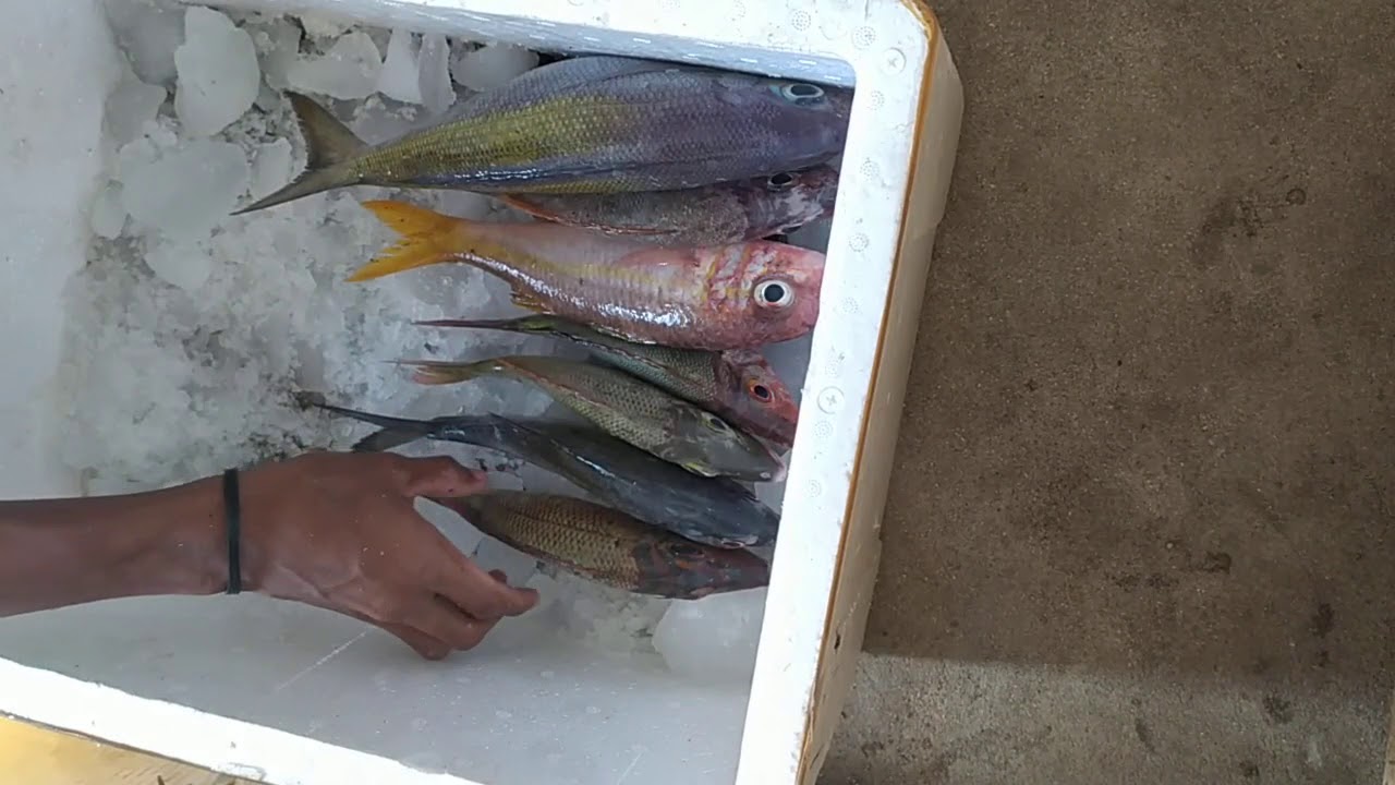 CARA PACKING IKAN SEGAR SIAP DIKIRIM ‼️ - YouTube