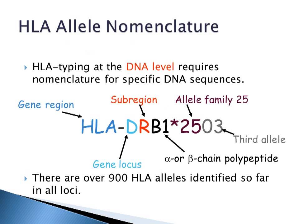 DNA based tissue typing - YouTube