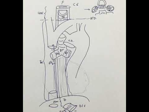 Anatomía del esófago - YouTube