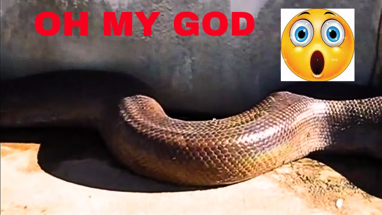 😲😲Angry Anaconda Bites in Slow Motion - Smarter Every Day 121😱😱😱NORMAL ...
