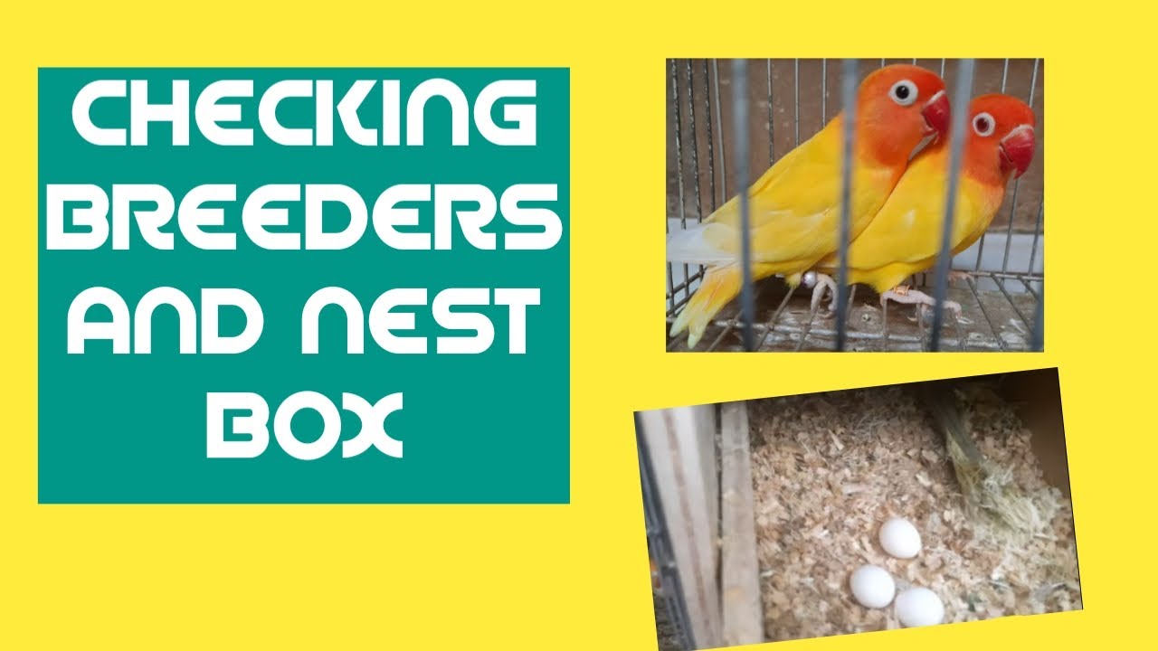 Vlog#22 Checking Nest Boxes and Breeders - YouTube