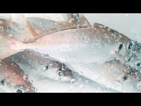 COUTA FISHING OFF DURBAN(SOUTH AFRICA) - YouTube