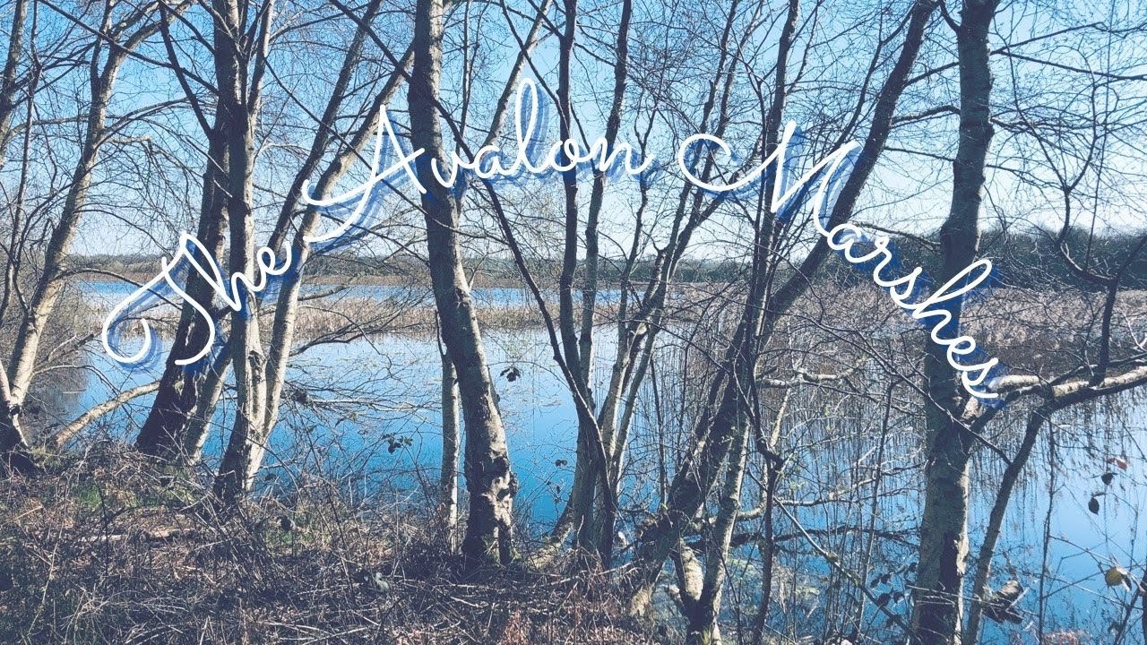 The Magic Trees of Avalon: The Avalon Marshes - YouTube