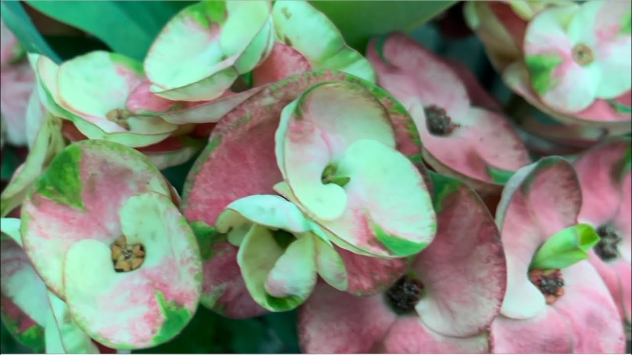 Cexcy y Baby Cexcy Baby trillion y mas #flowers #nature #plants #flores ...