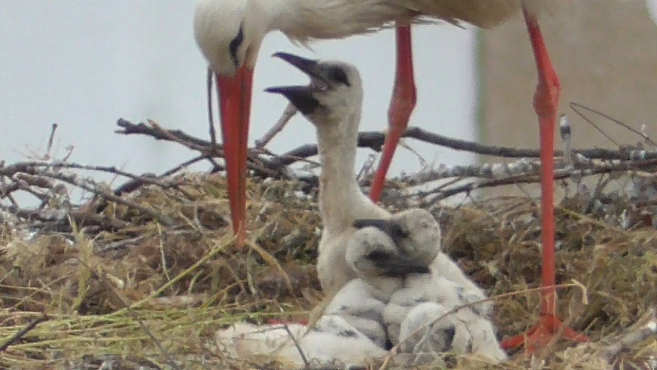 Baby storks and mother stork on the nest. Jardim da Carreira, Vila Real ...