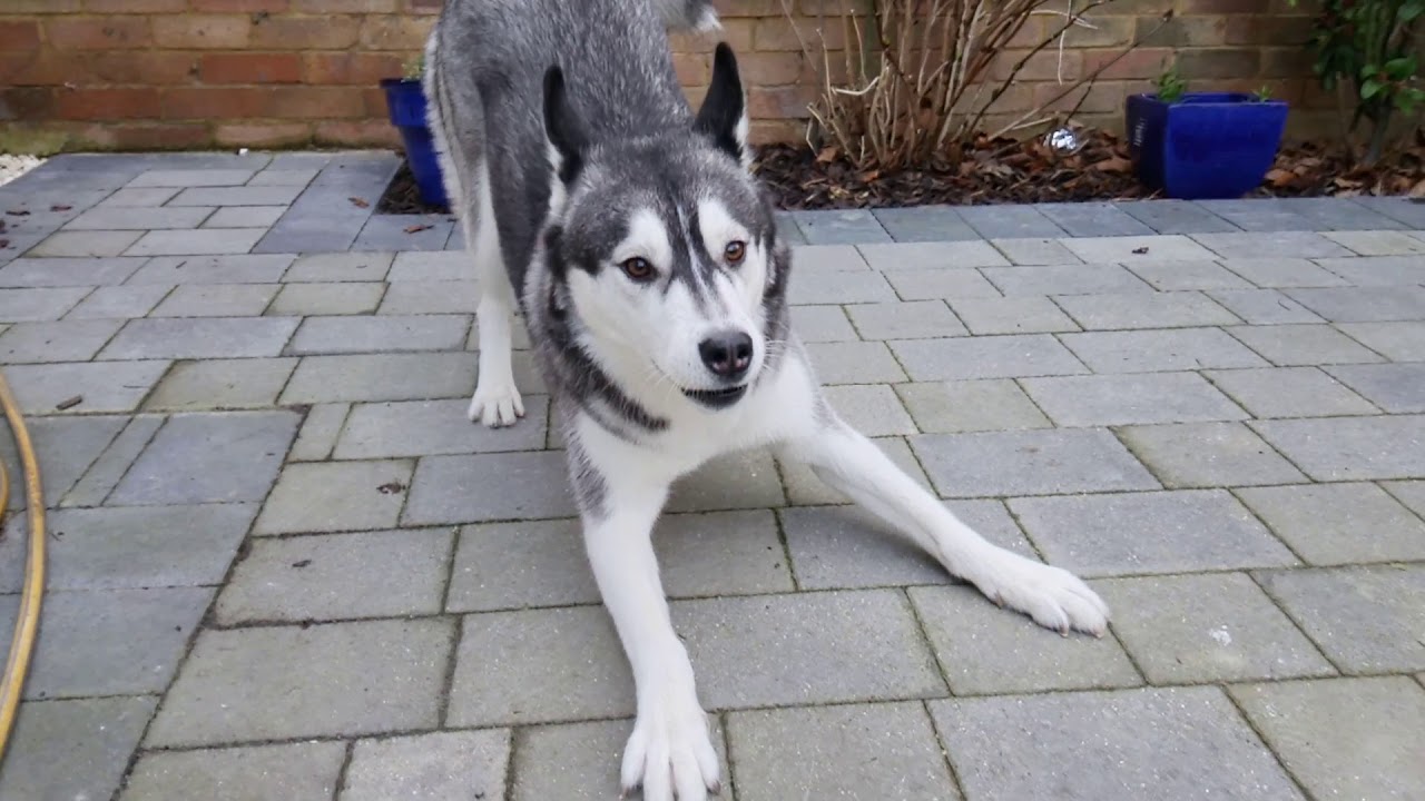 Husky with attitude and zoomies - YouTube