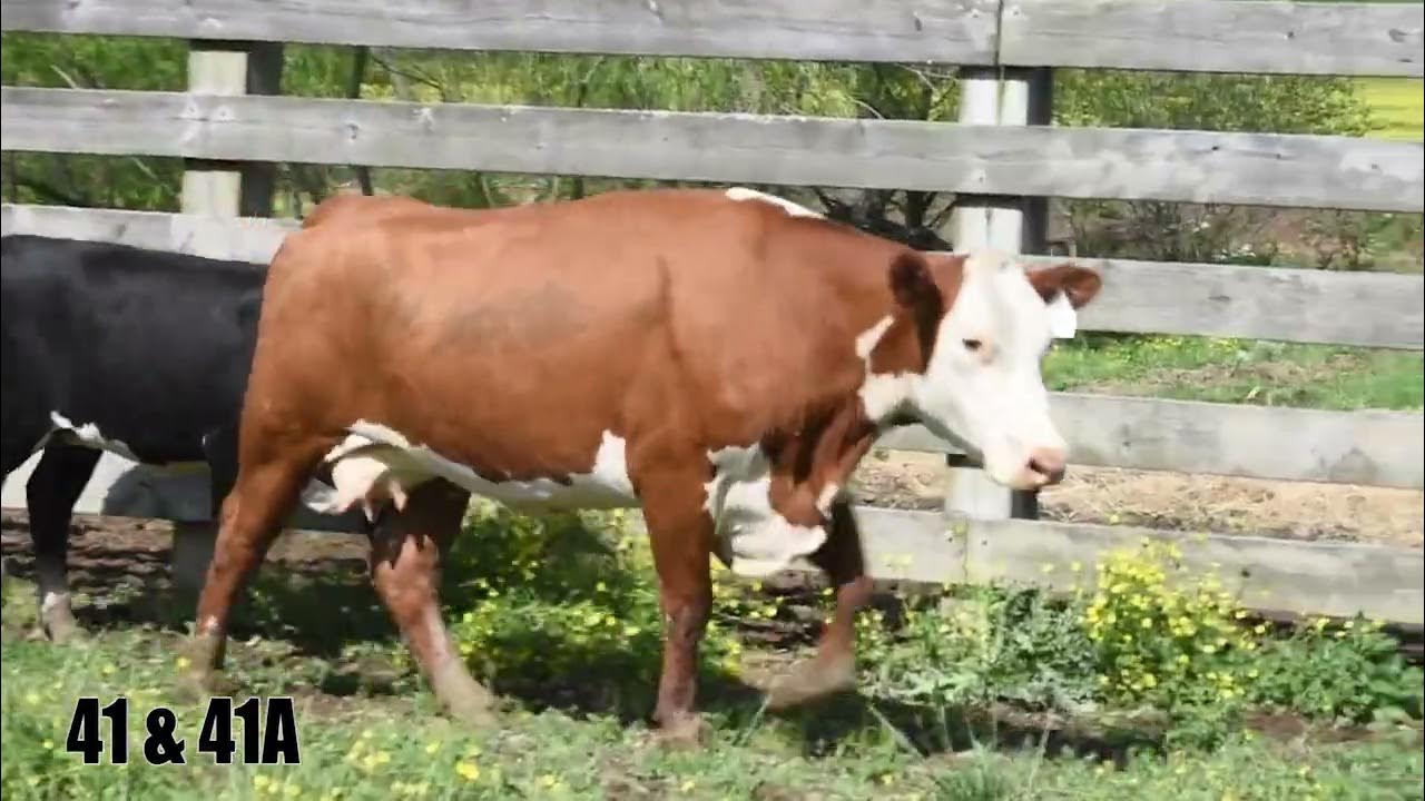 Lot 41 & 41A - YouTube