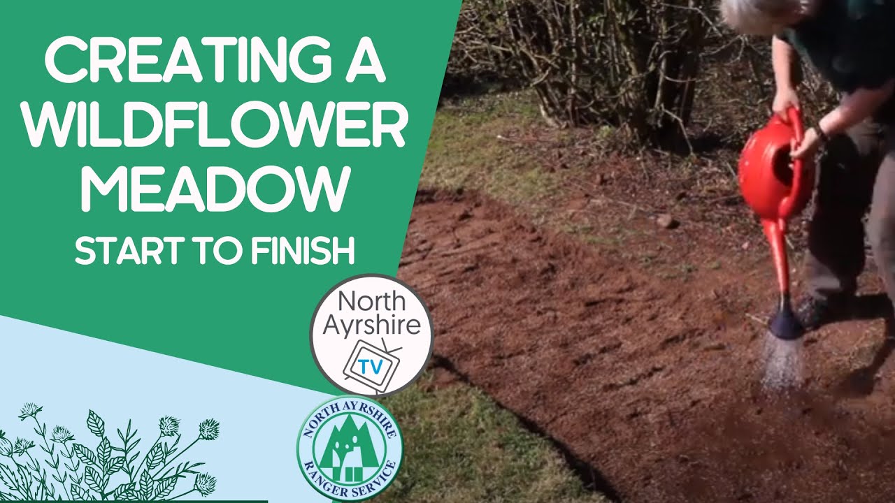 How to create a Wildflower Meadow in your garden [STEP BY STEP with ...