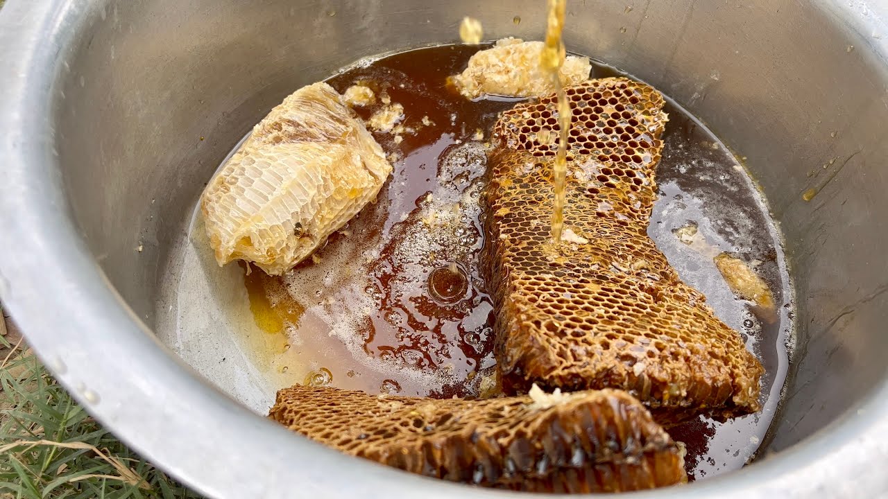 Harvesting Giant honey bee from a mango tree - YouTube