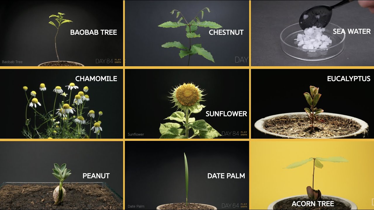 562 Days in 11 Minutes - Growing Plants Time Lapse Compilation - YouTube