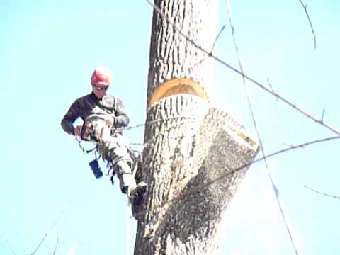 Weber tree - YouTube