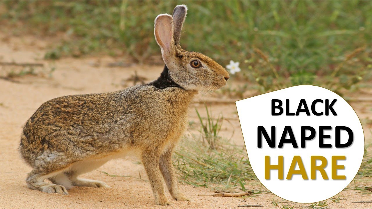 Black Naped Hare | Rabbit | Haas | Muyal | Khargosh - YouTube