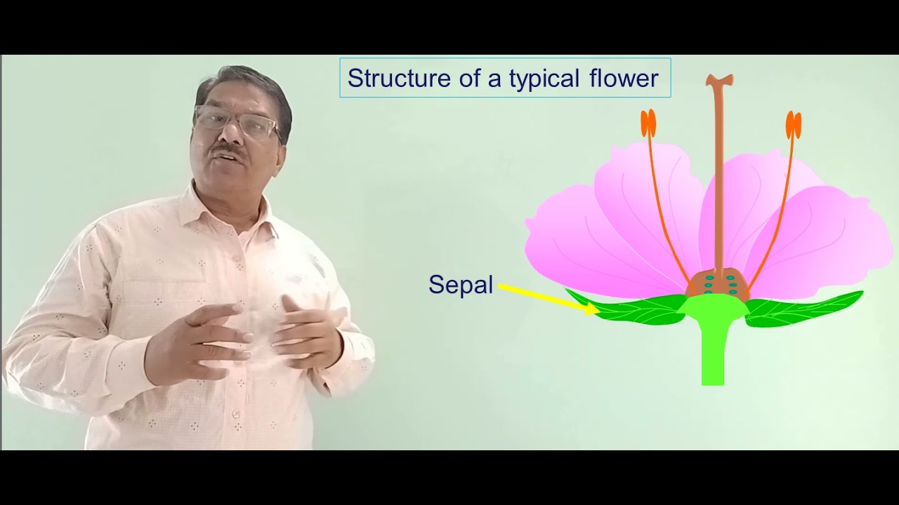 Structure of a typical flower ..... with animation - YouTube