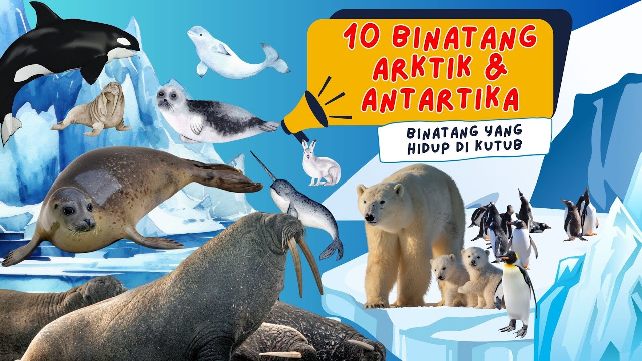10 Binatang Yang Hidup di Arktik & Antartika | Mengenal Hewan Kutub ...