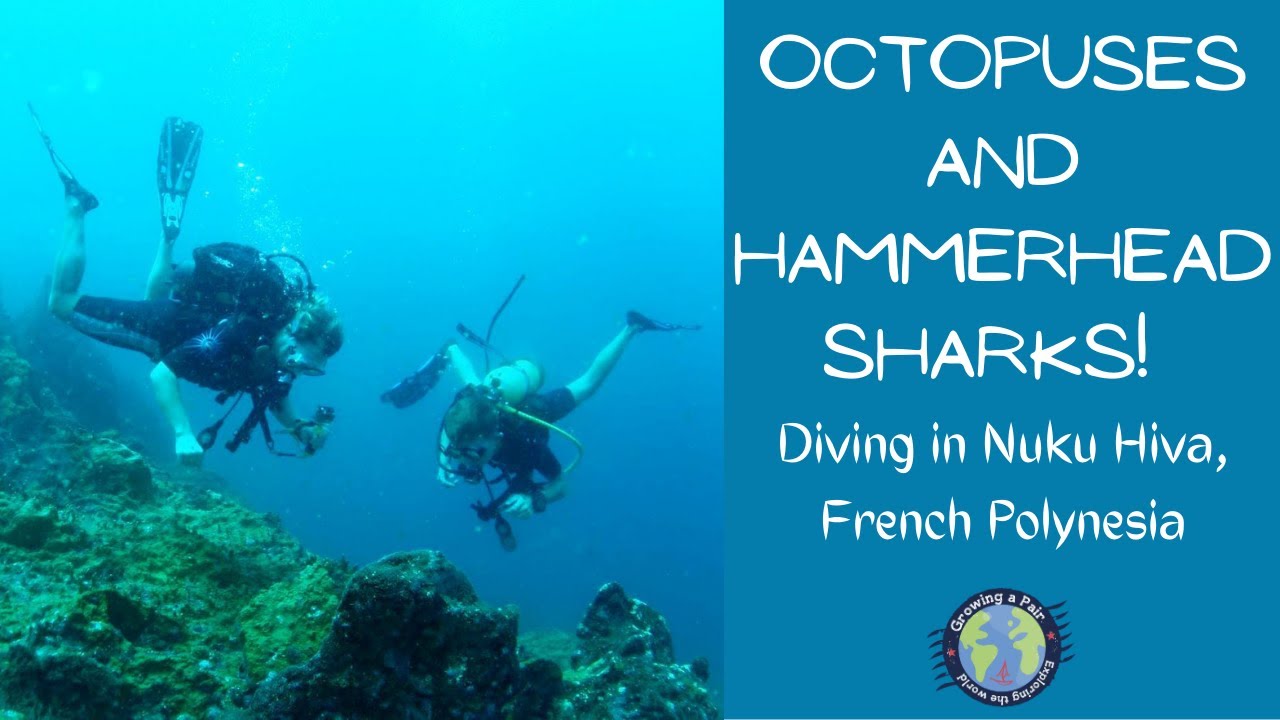 Octopuses and Hammerhead Sharks! Diving in NukuHiva, French Polynesia ...