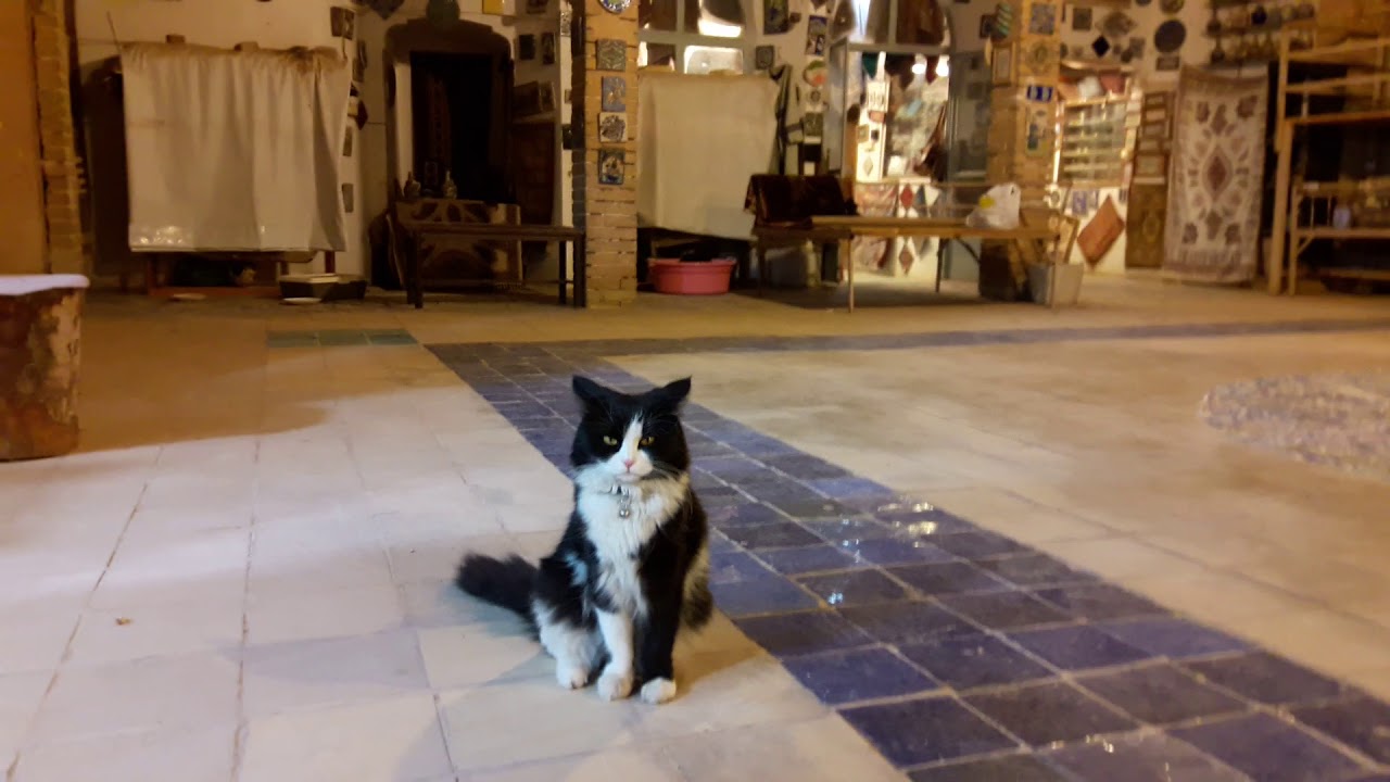 #persian_cats in Yazd the world heritage city in Iran - YouTube
