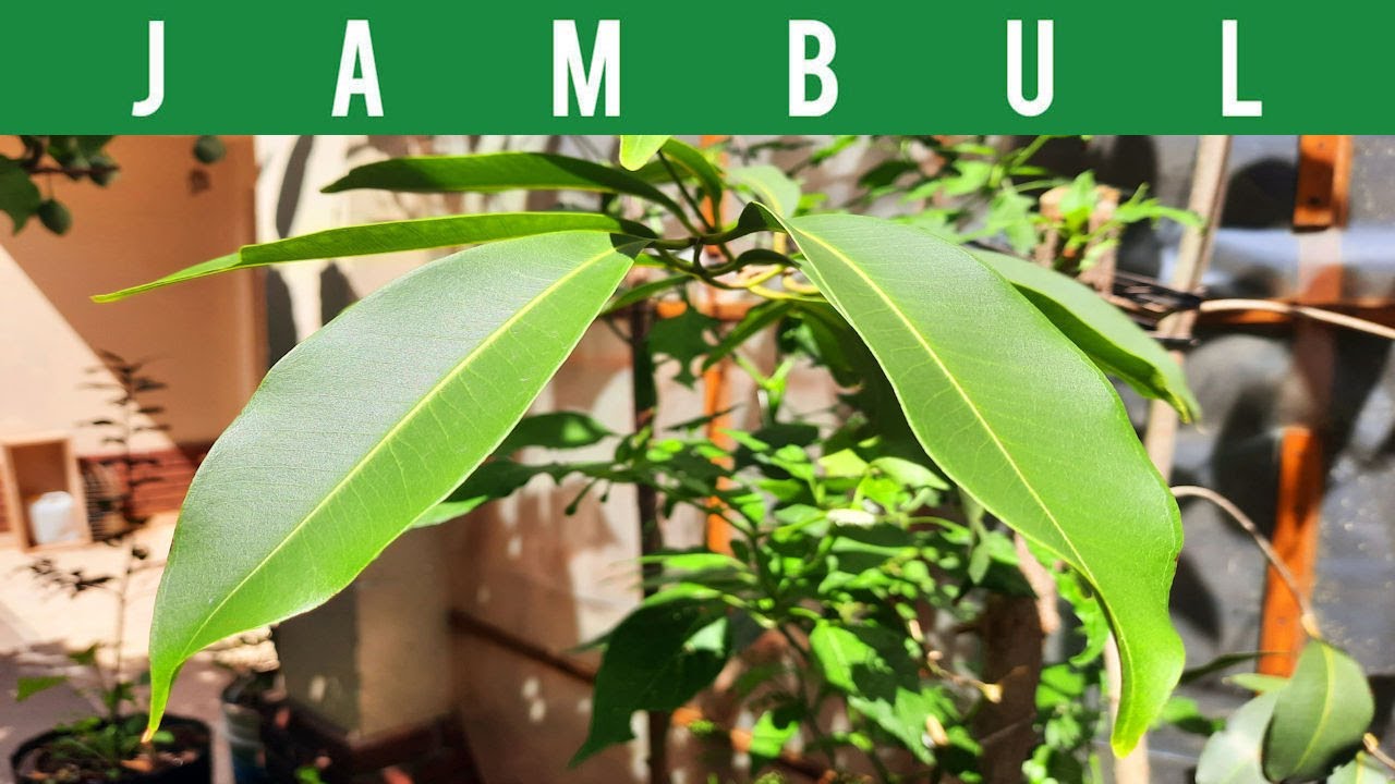🔴JAMBUL o CIRUELA de JAVA (FRUTALES) (SYZYGIUM CUMINI) (MALABAR PLUM, JAVA PLUM, JAMBOLAN)🌲🍒 ...