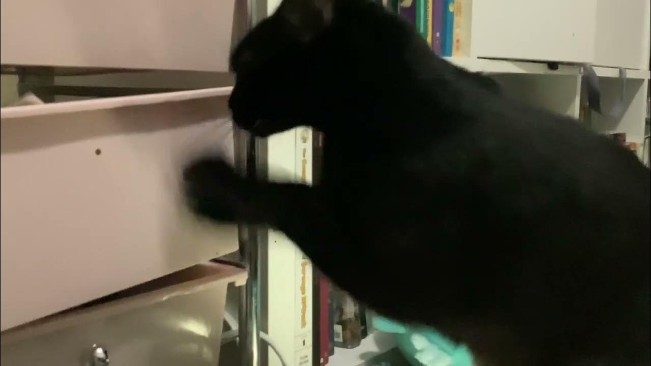 Dose bro think there is Infinite catnip in there? - YouTube