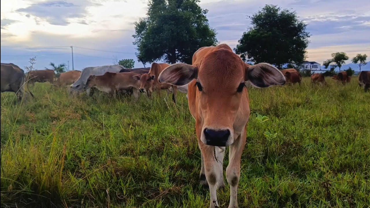 SAPI SAPI IMUT DAN LUCU || Suara Anak Sapi Memanggil Kawan Kawan Nya ...