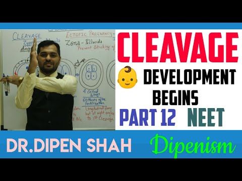 CLEAVAGE - HUMAN REPRODUCTION Class 12 CBSE | #NEET #Dipenism #Biology