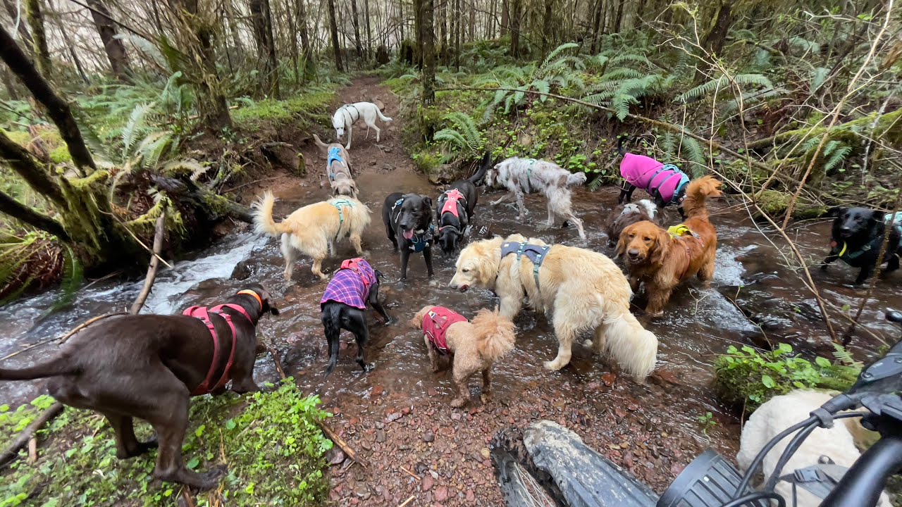 Time lapse of Dogs Running with Dirt Bike - YouTube