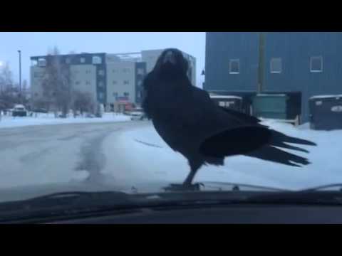 Car Surfing Raven - YouTube