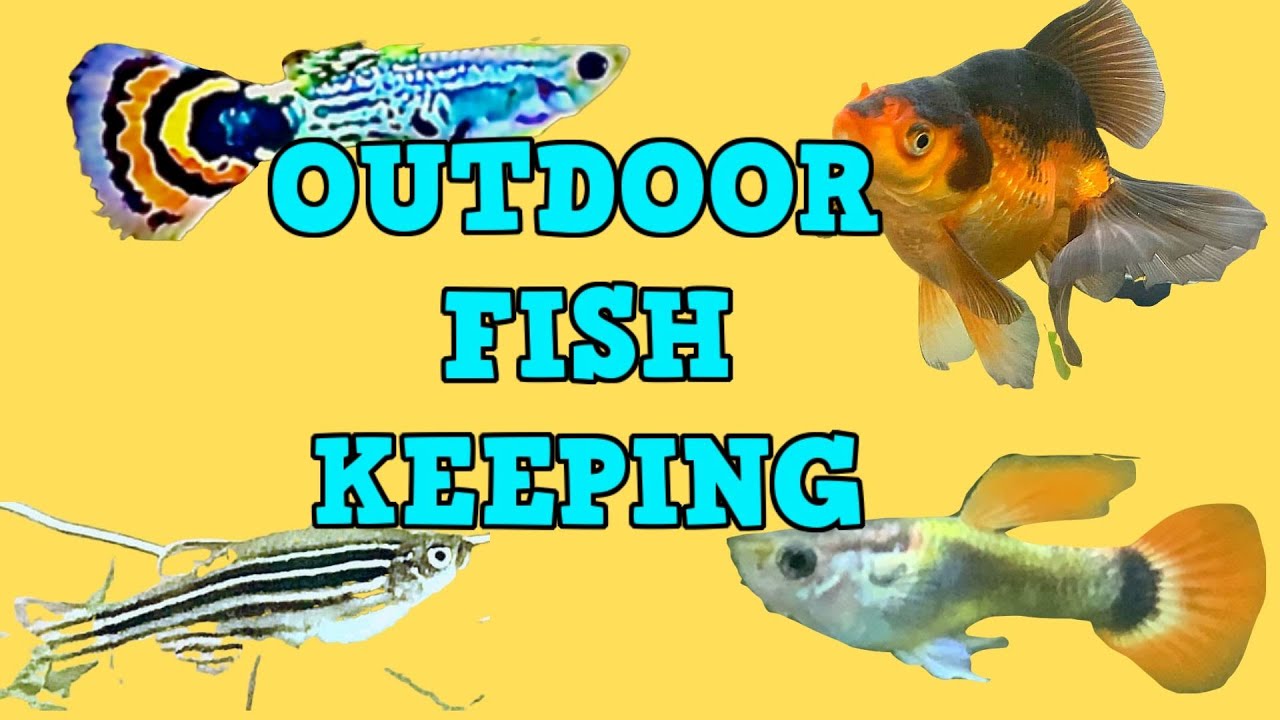 Outdoor Fish Keeping - YouTube