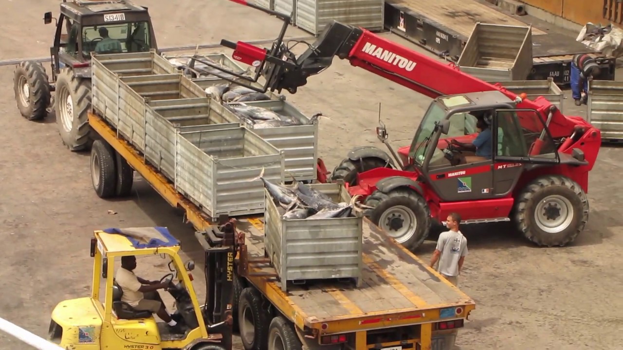 Loading tuna in container - YouTube